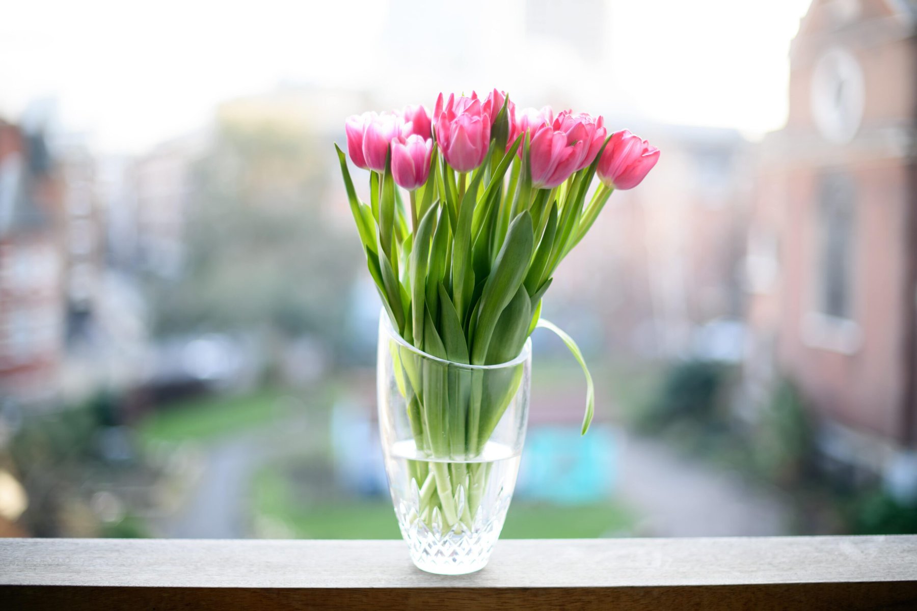 Tulpen verzorgen, zo doe je dat het best | Tulpenonline.nl
