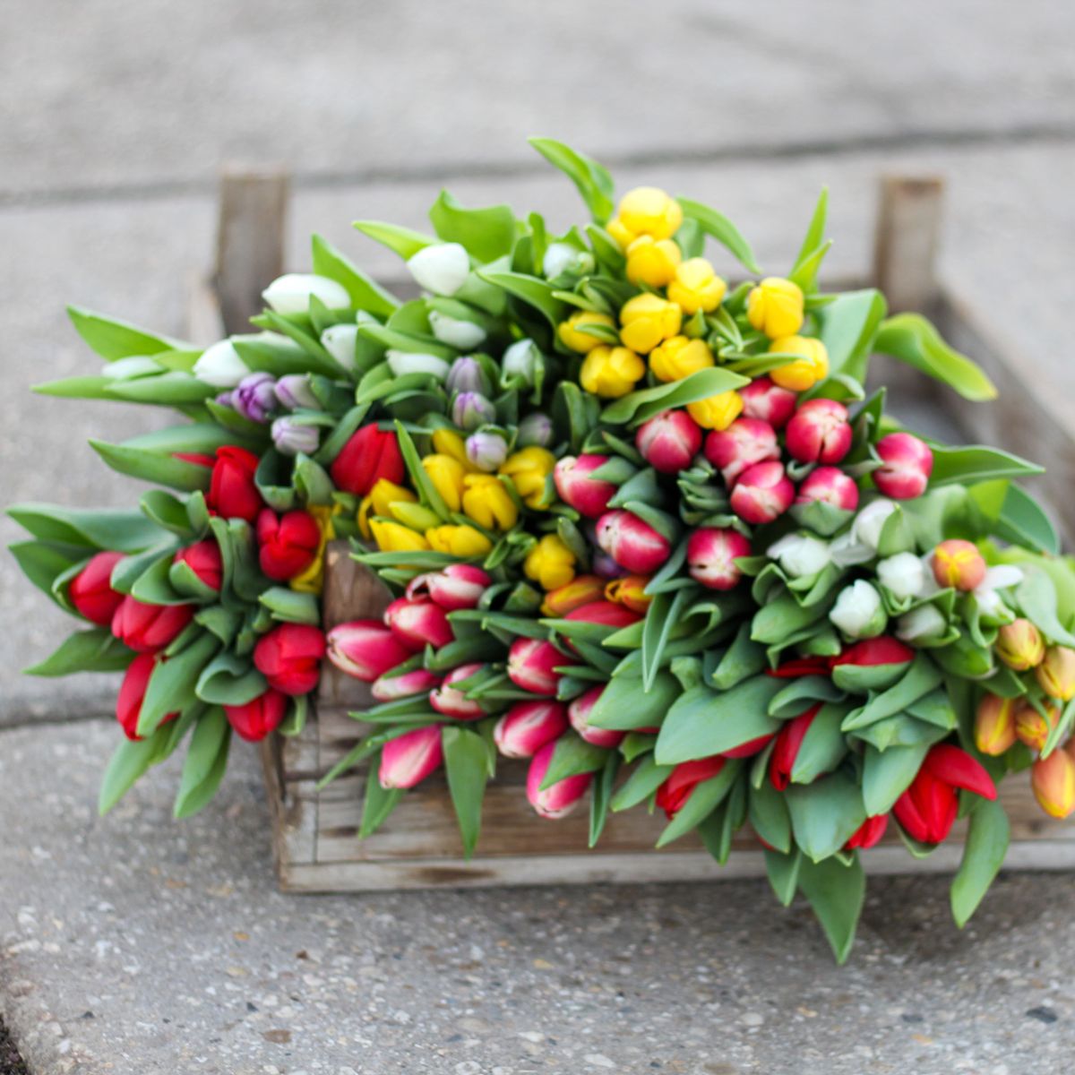 Gemengde tulpen XL - Tulpenonline.nl