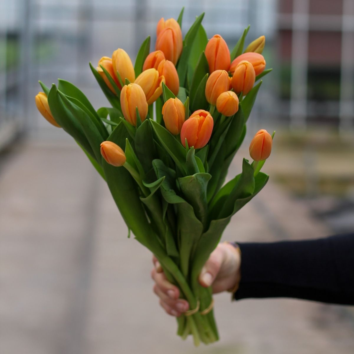 Plukverse bos tulpen! Mooi verpakt en snel bezorgd