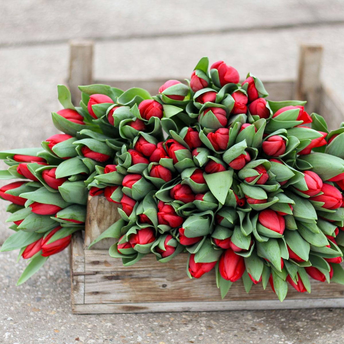 Rode tulpen XL - Tulpenonline.nl